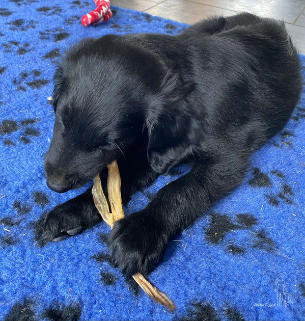 tyggeting_til_hvalp_vimedpoter-2_0521ba41-2b1f-4178-b90d-5b7801987bb1 ...